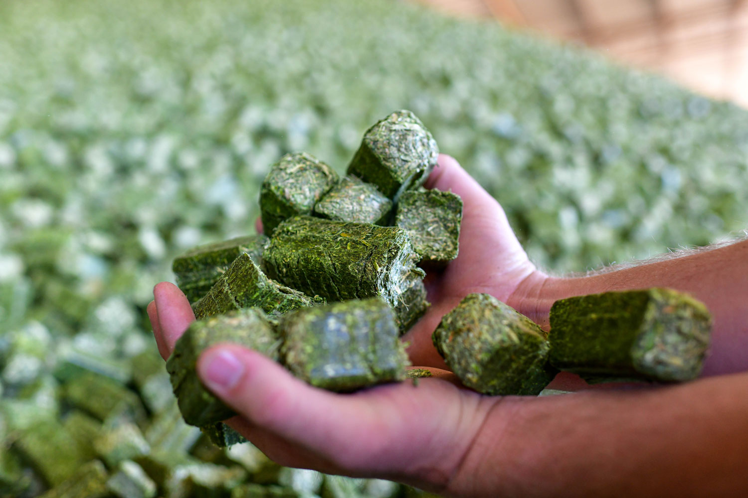 Dalton Hay Company – Alfalfa Hay Cubes